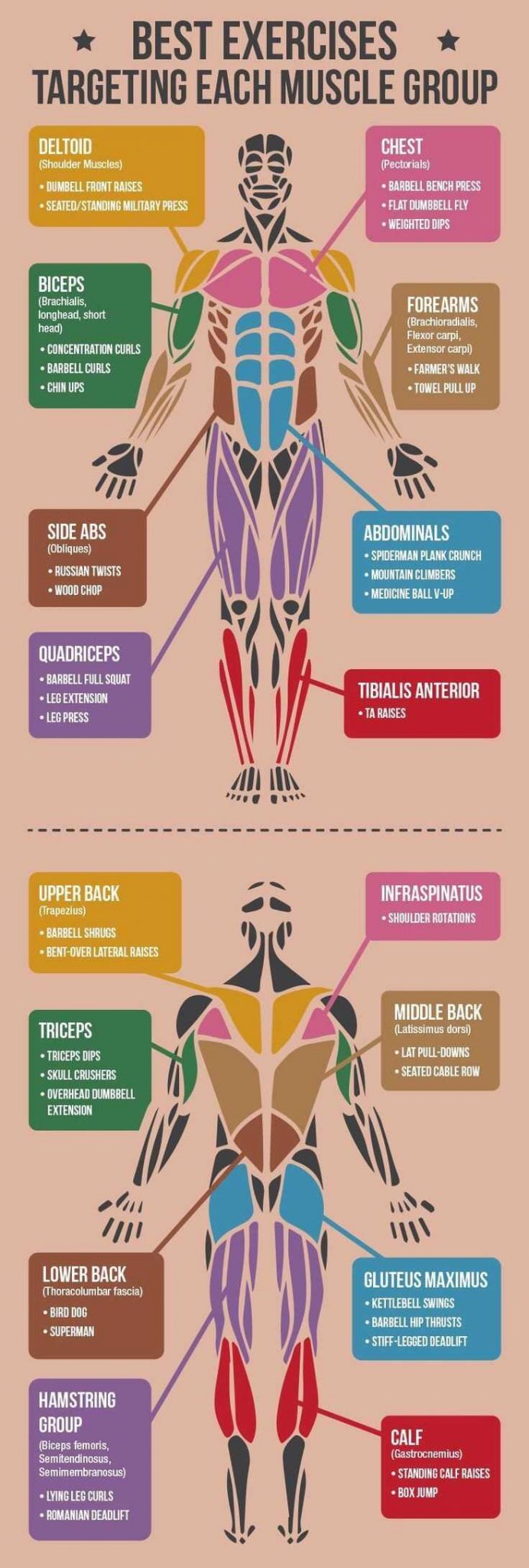 Best Exercises For Targeting Each Muscle Group 41 Exercise
